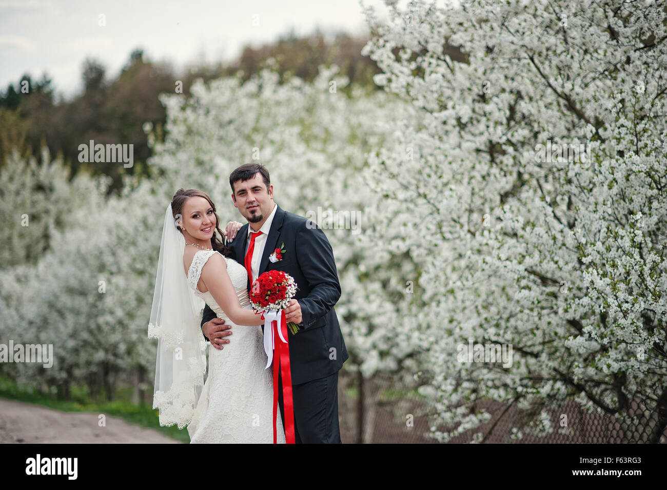 wedding couple at spring flowering and blossom cherries tree Stock ...