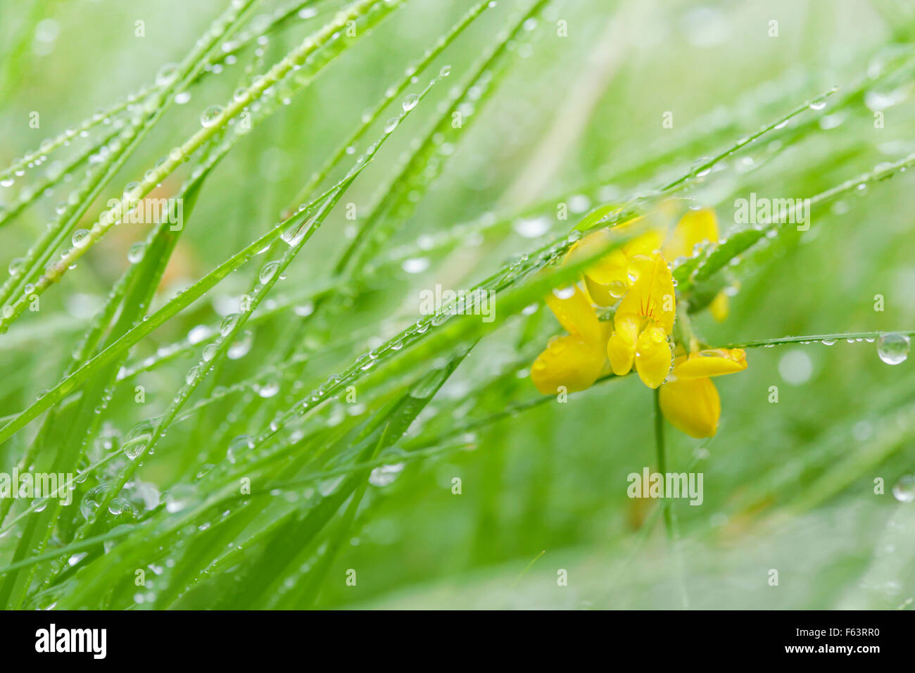 Vetch field hi-res stock photography and images - Alamy