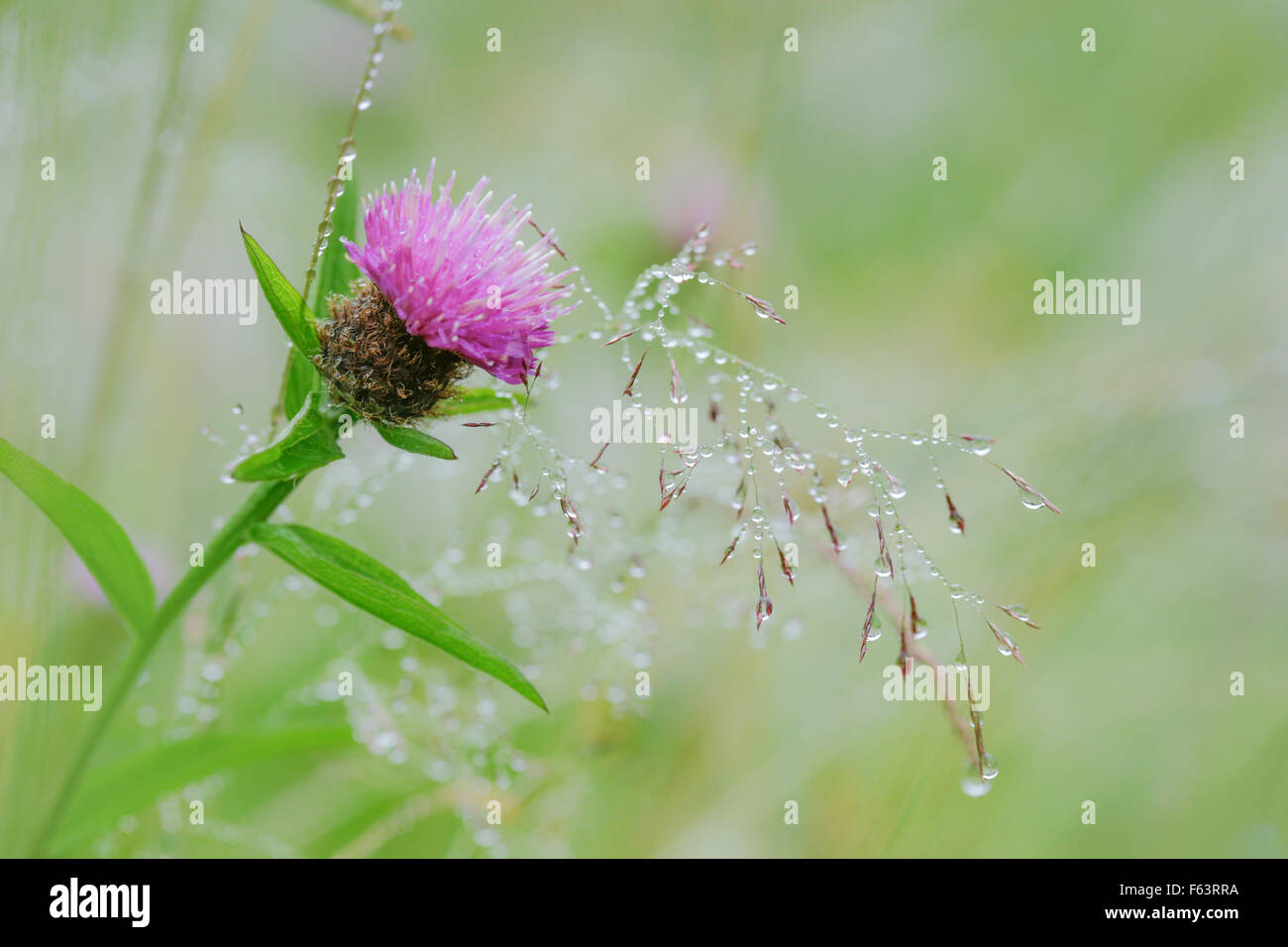 Pink thistle hi-res stock photography and images - Alamy