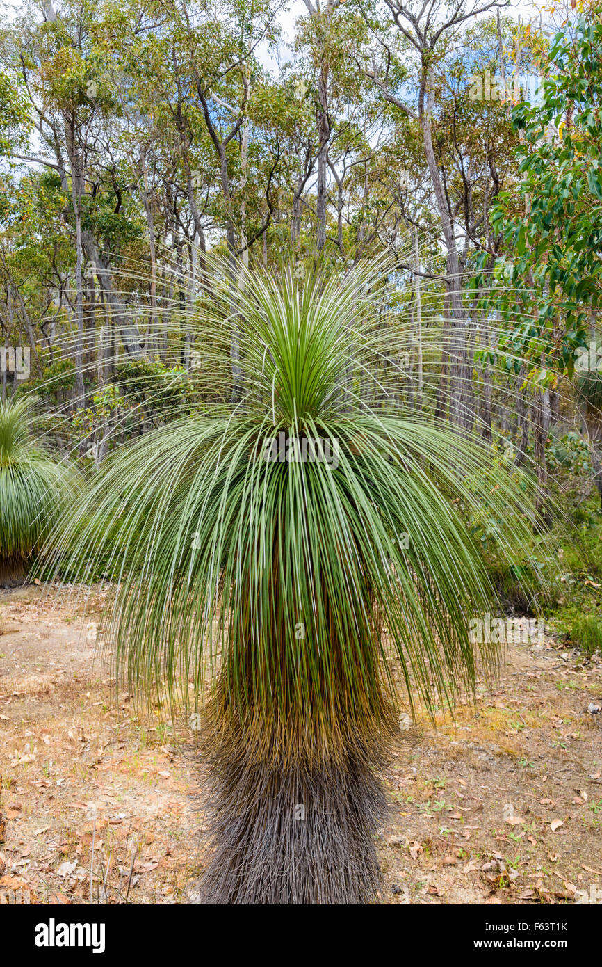 Balga hi-res stock photography and images - Alamy