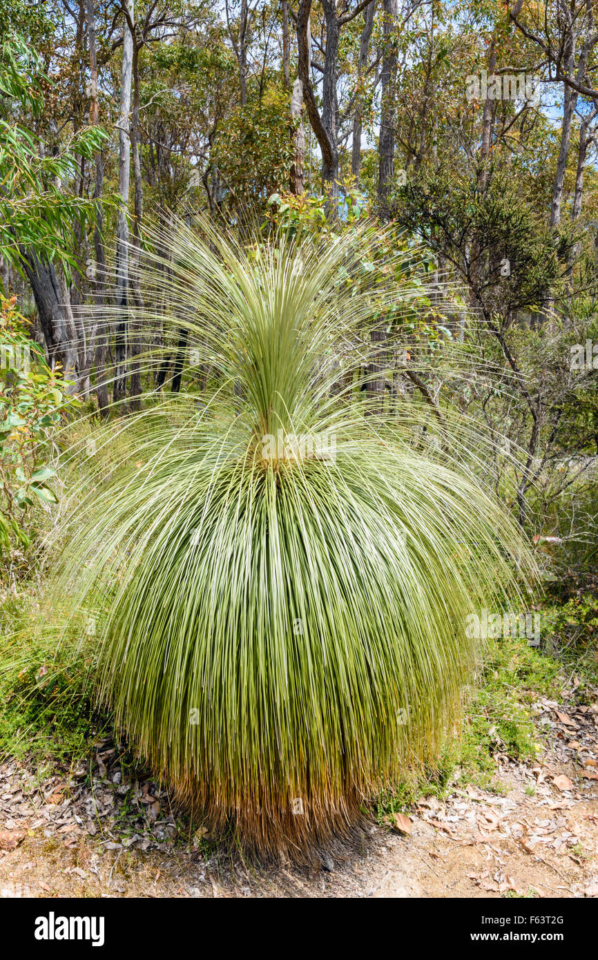 Balga hi-res stock photography and images - Alamy