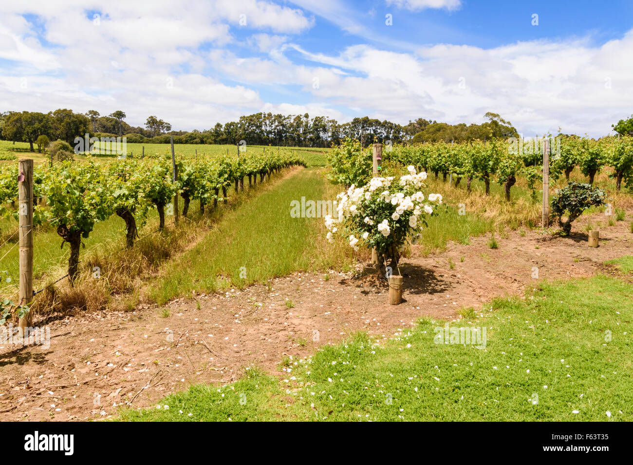 Grapevines at Hay Shed Hill Winery in Wilyabrup in the Margaret River ...