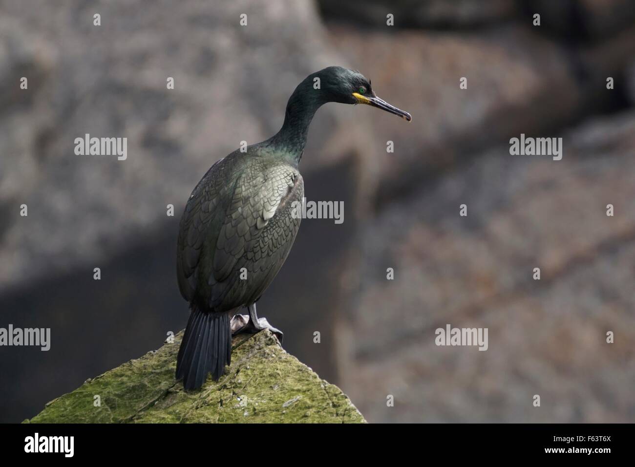 Young shag uk hi-res stock photography and images - Alamy