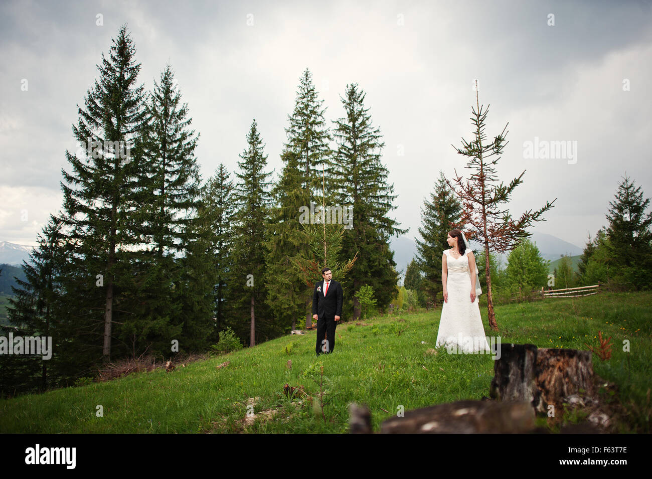 wedding couple at the tree Stock Photo - Alamy