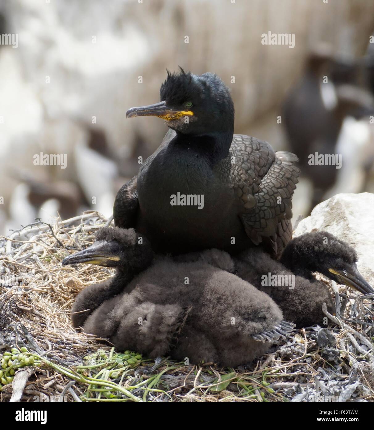 Shag family (phalacrocorax) with young juvenile chicks on the nest in ...