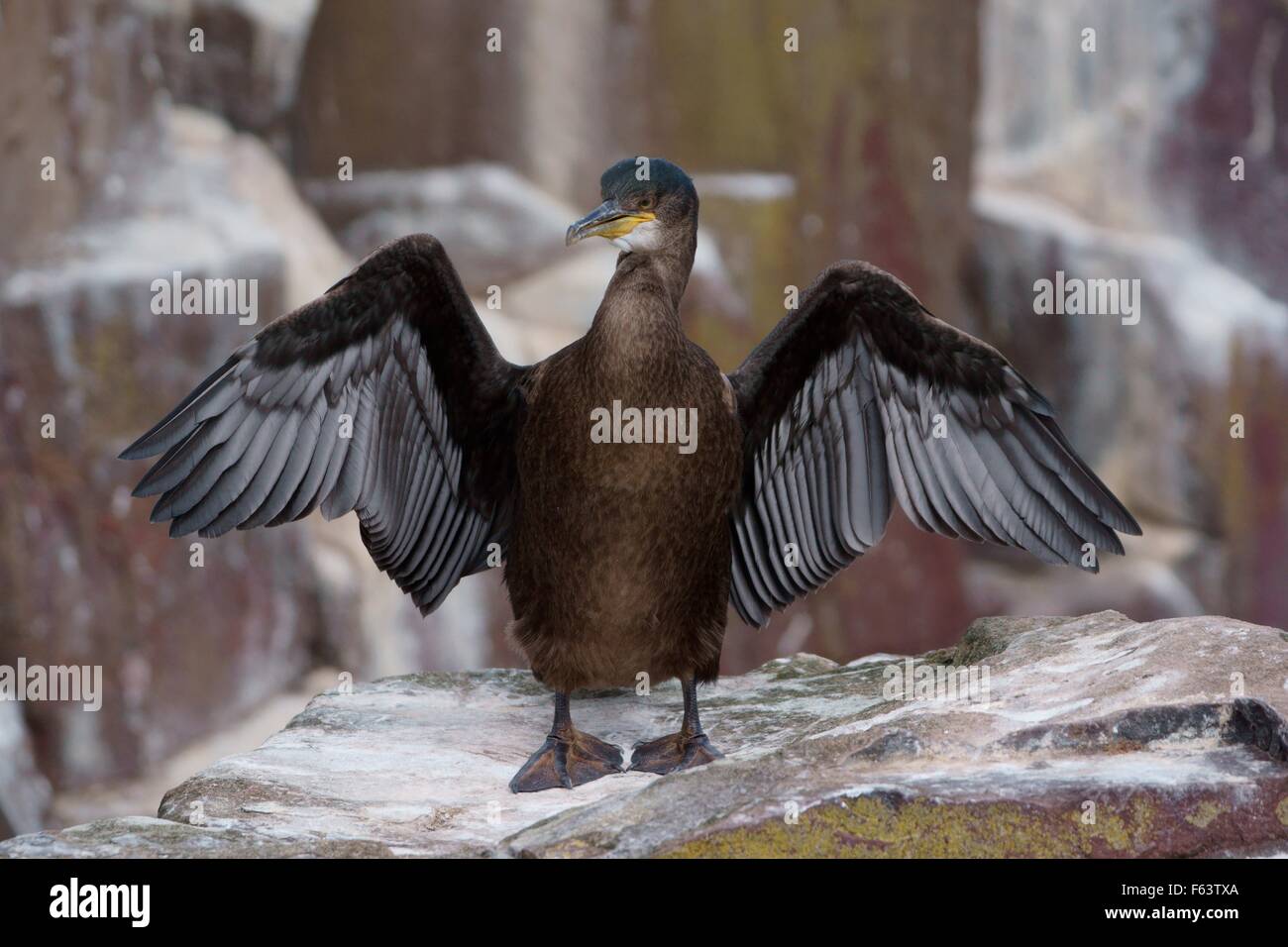 A young juvenile shag sea bird drying its open wings Stock Photo - Alamy