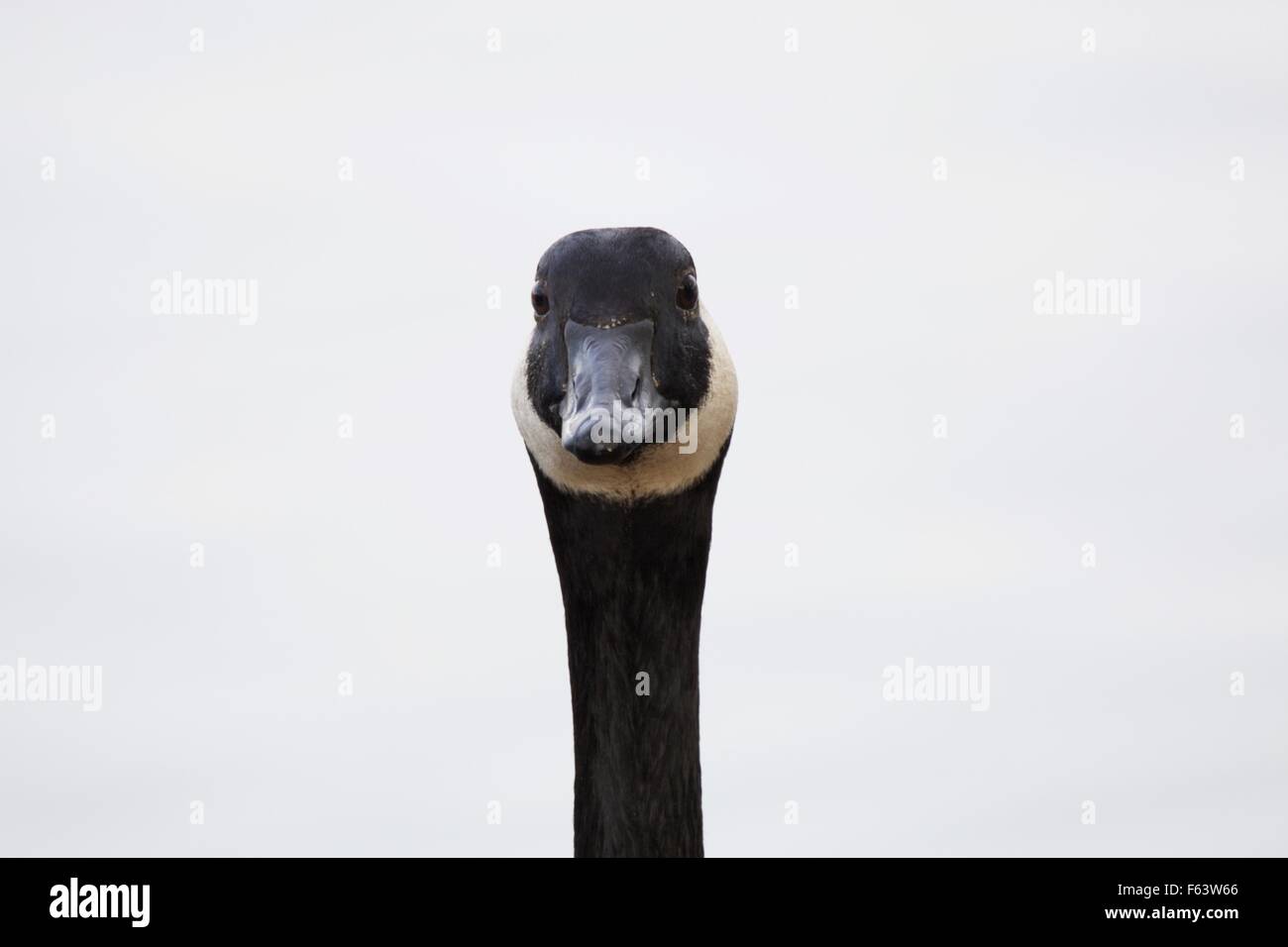 a goose looking at you Stock Photo - Alamy