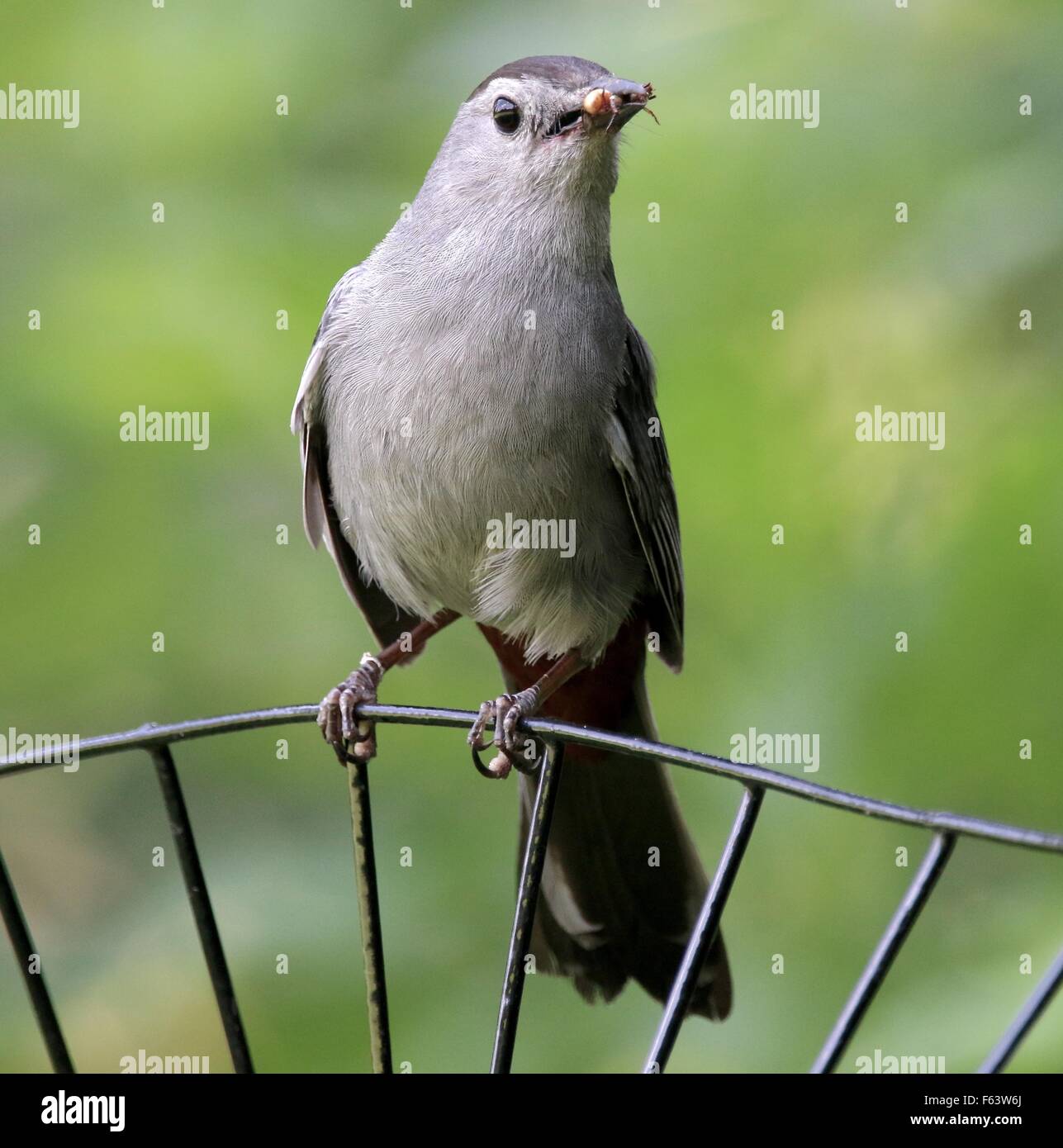 Mockingbird in flight hi-res stock photography and images - Alamy