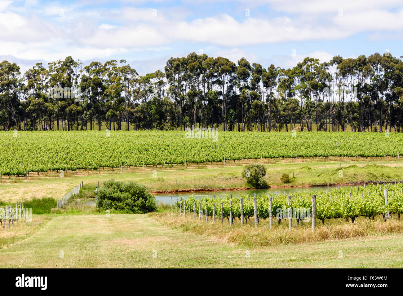 Grape vines margaret river hi-res stock photography and images - Alamy