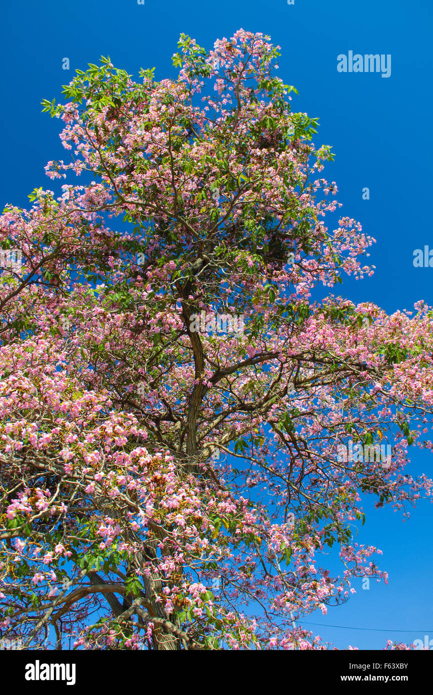 Blossoming tree during summer season Stock Photo - Alamy