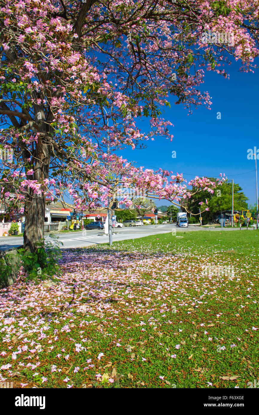 Blossoming tree at a residential area during summer season Stock Photo ...