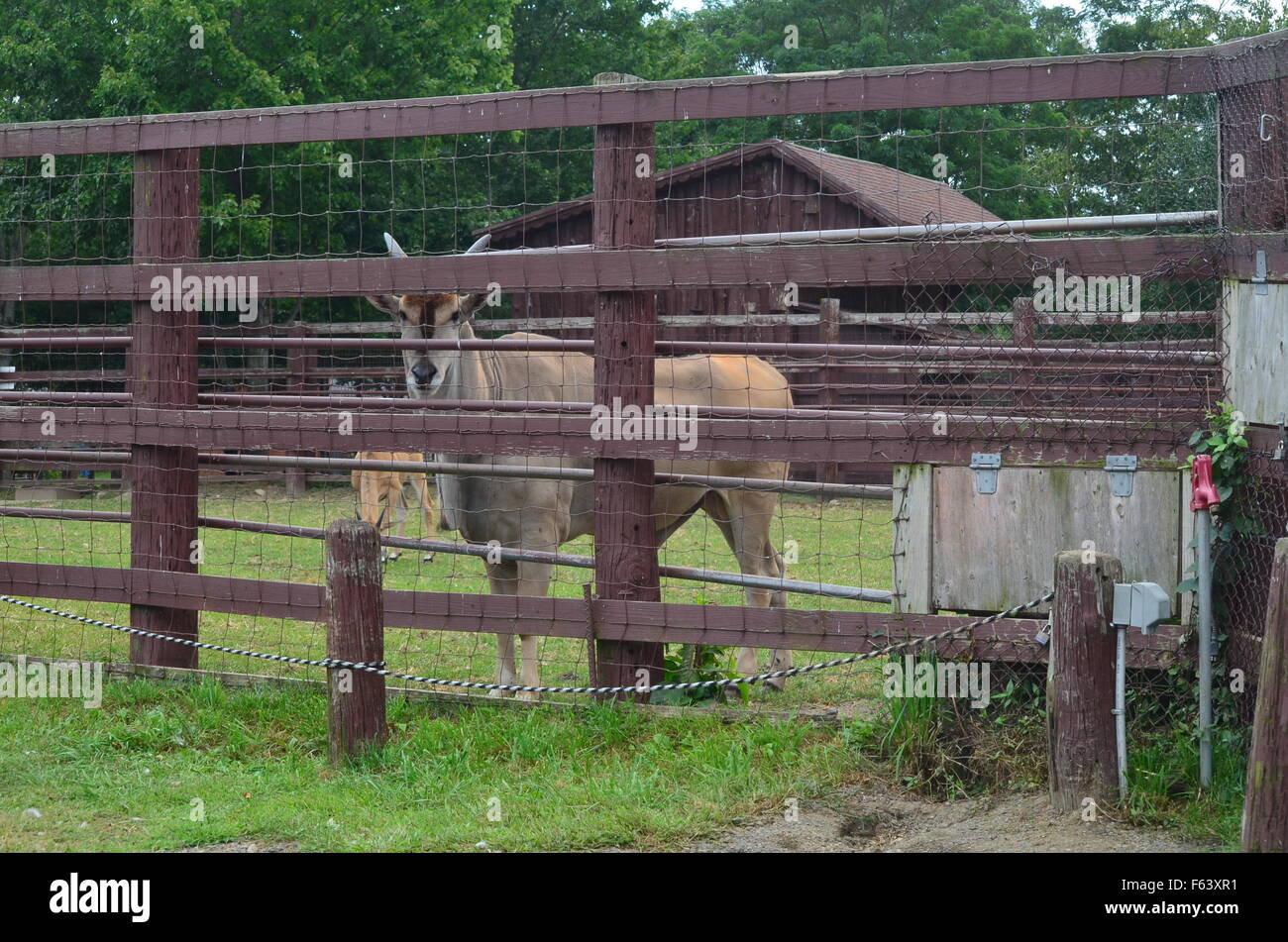 Antelope fence hi-res stock photography and images - Alamy