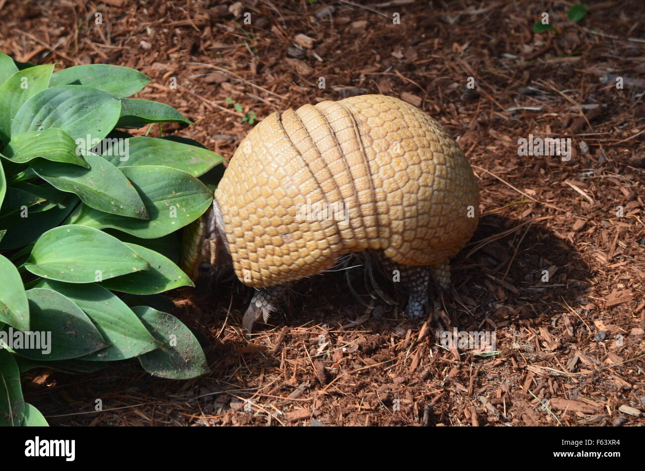 Armadillo shell hi-res stock photography and images - Alamy