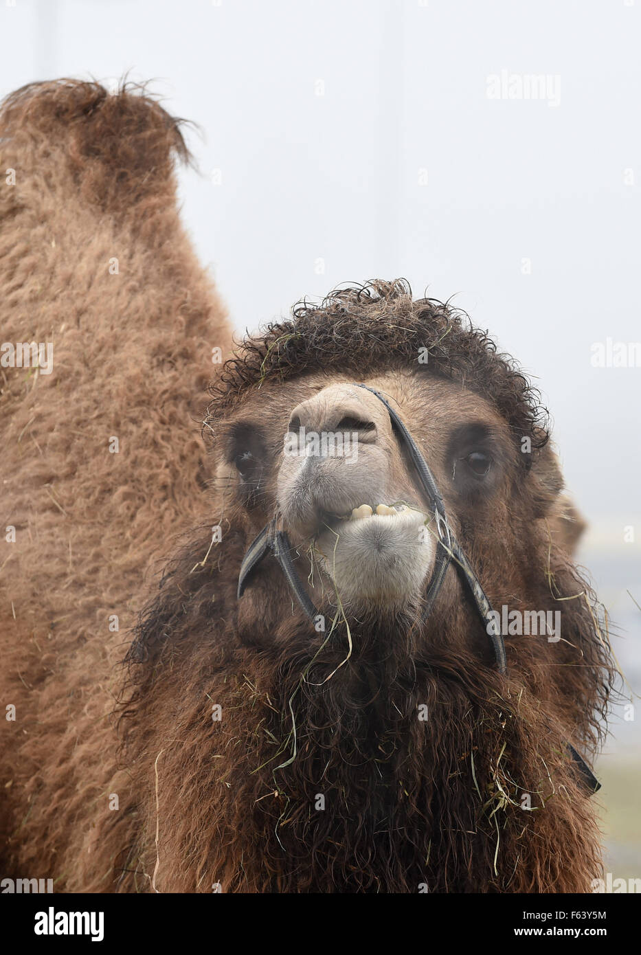 Bremen, Germany. 3rd Nov, 2015. A circus camels stands on a meadow ...