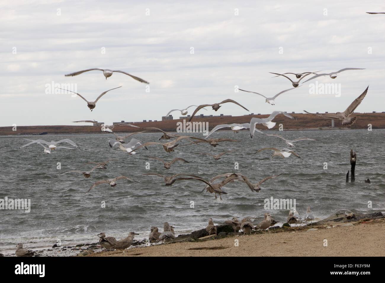 a swarm of seagulls flying on the beach Stock Photo - Alamy
