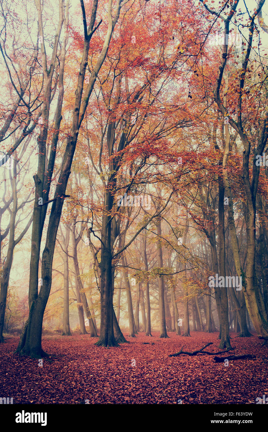 Fagus sylvatica. Beech trees and autumn mist. England Stock Photo - Alamy