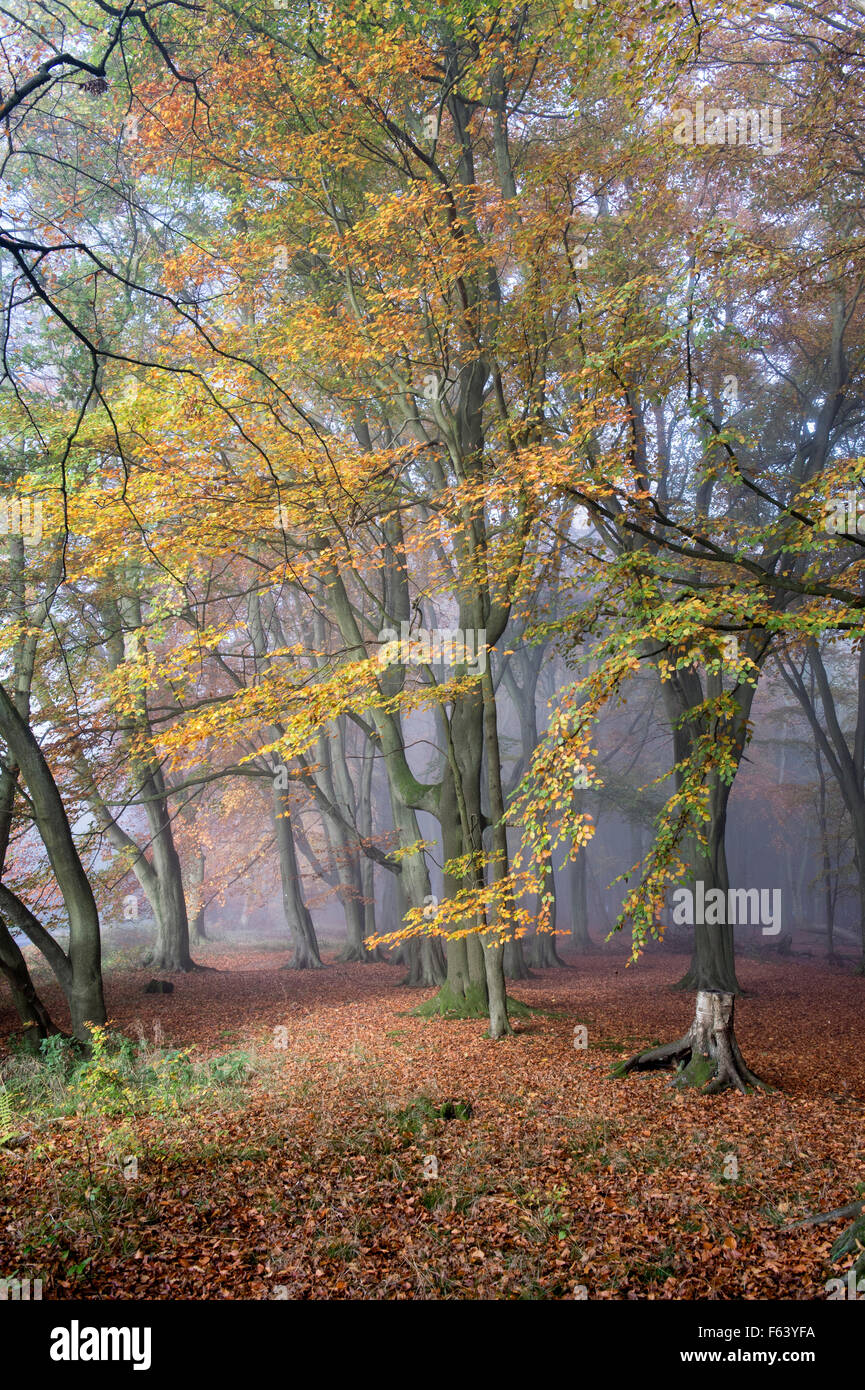 Fagus sylvatica. Beech trees and autumn mist and light in november ...
