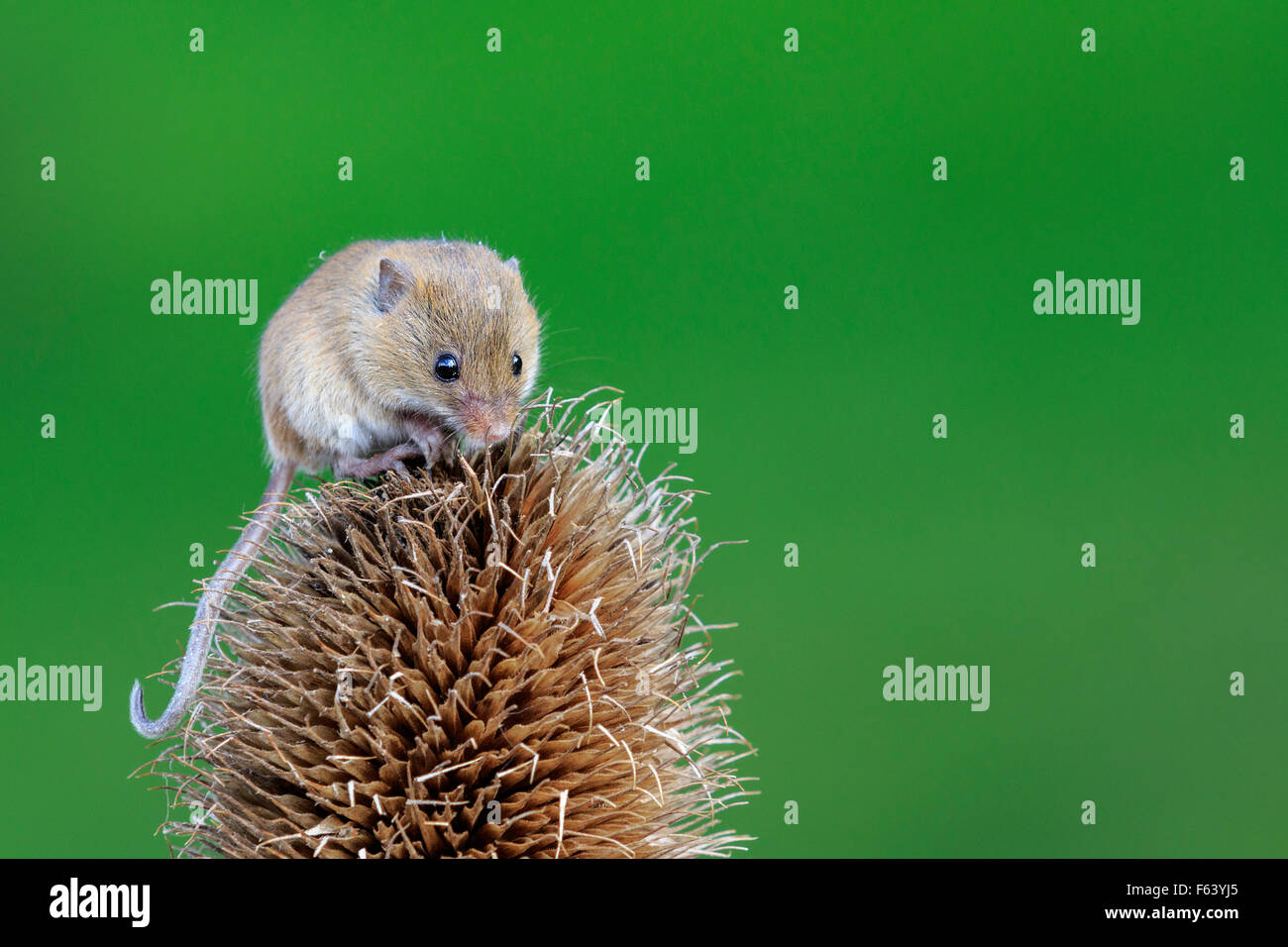 Harvest mouse (Micromys minutus) close-up Stock Photo - Alamy