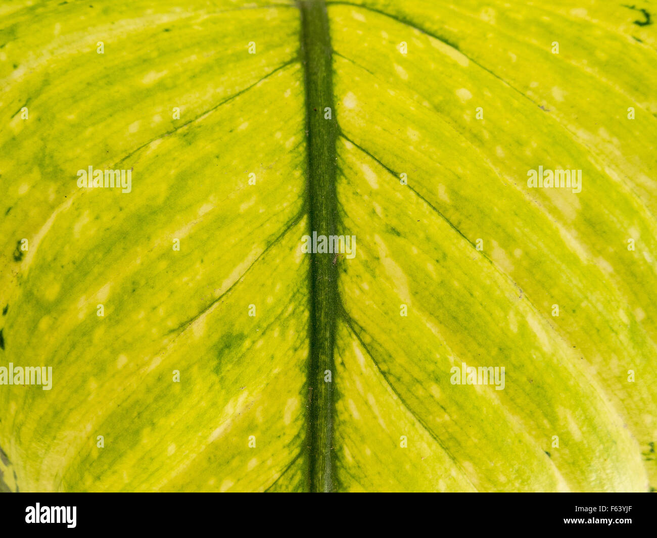 Abstract green leaf texture for background photo Stock Photo - Alamy