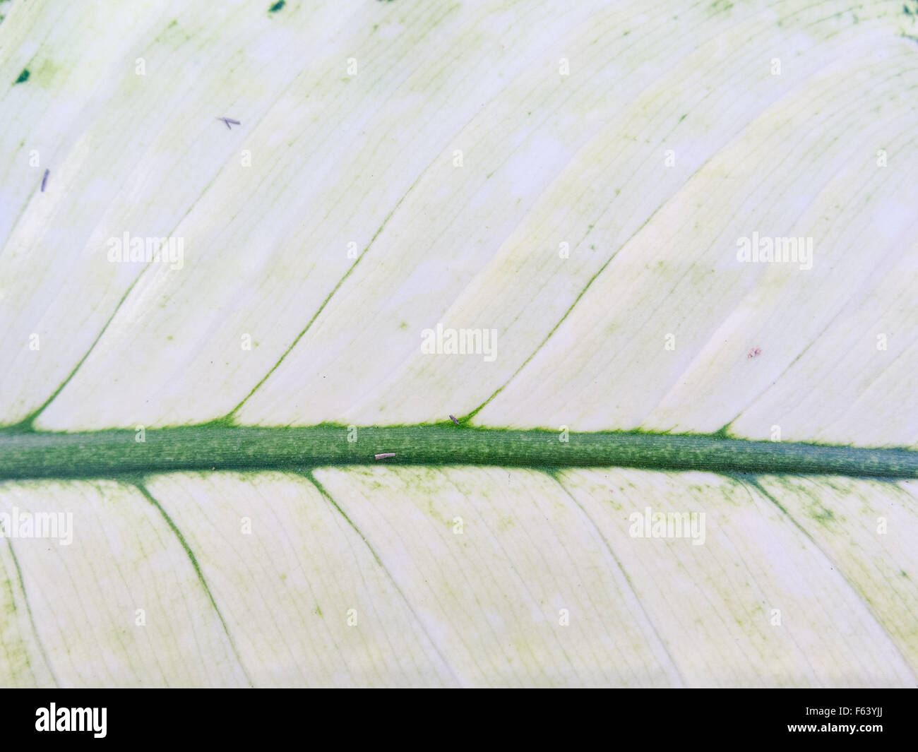 Abstract white leaf texture for background photo Stock Photo - Alamy