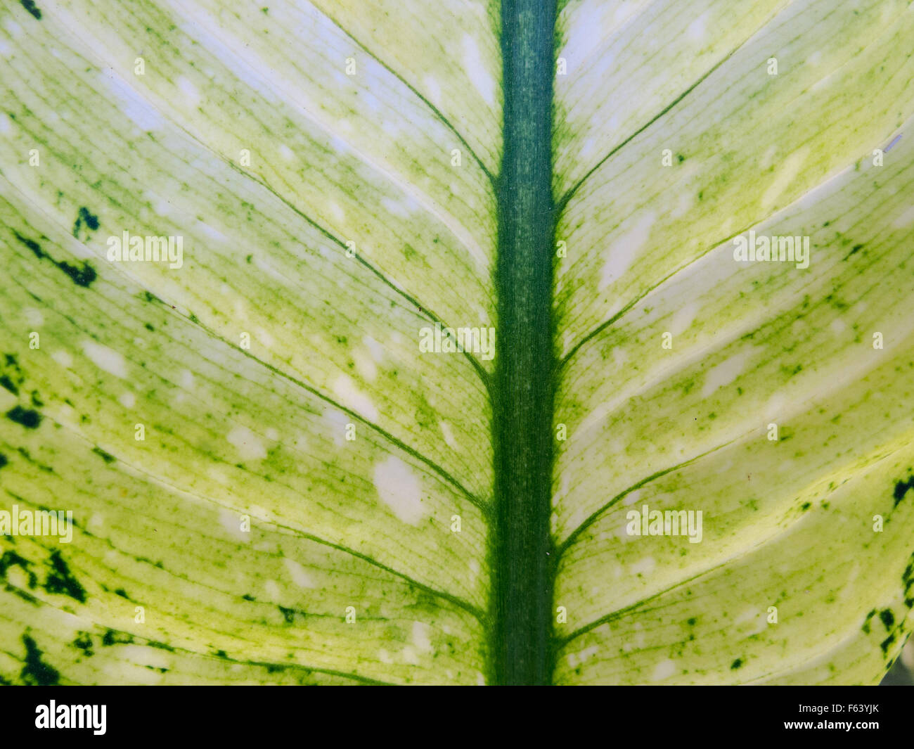 Abstract green leaf texture for background photo Stock Photo - Alamy