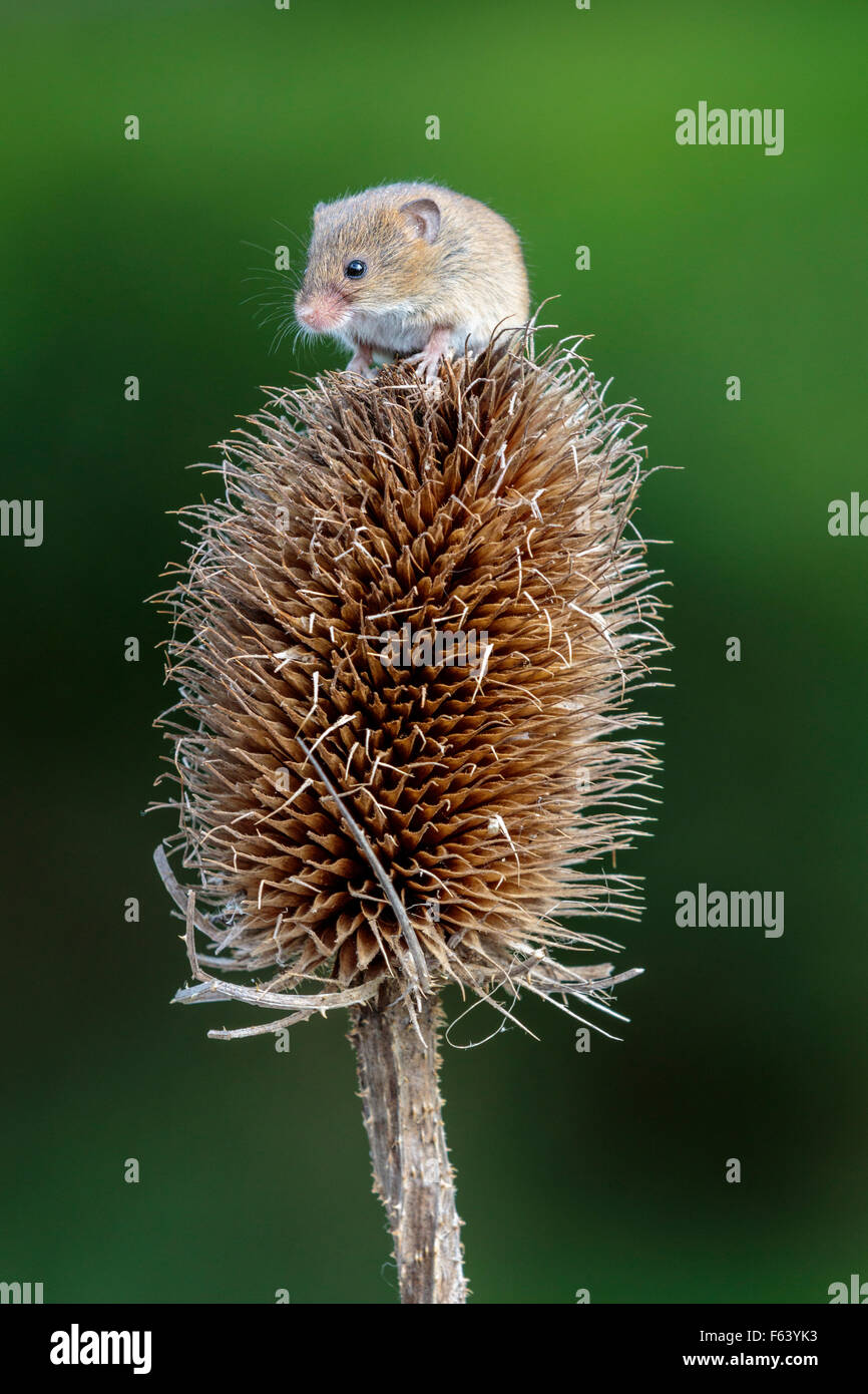 Harvest mouse (Micromys minutus) close-up Stock Photo - Alamy