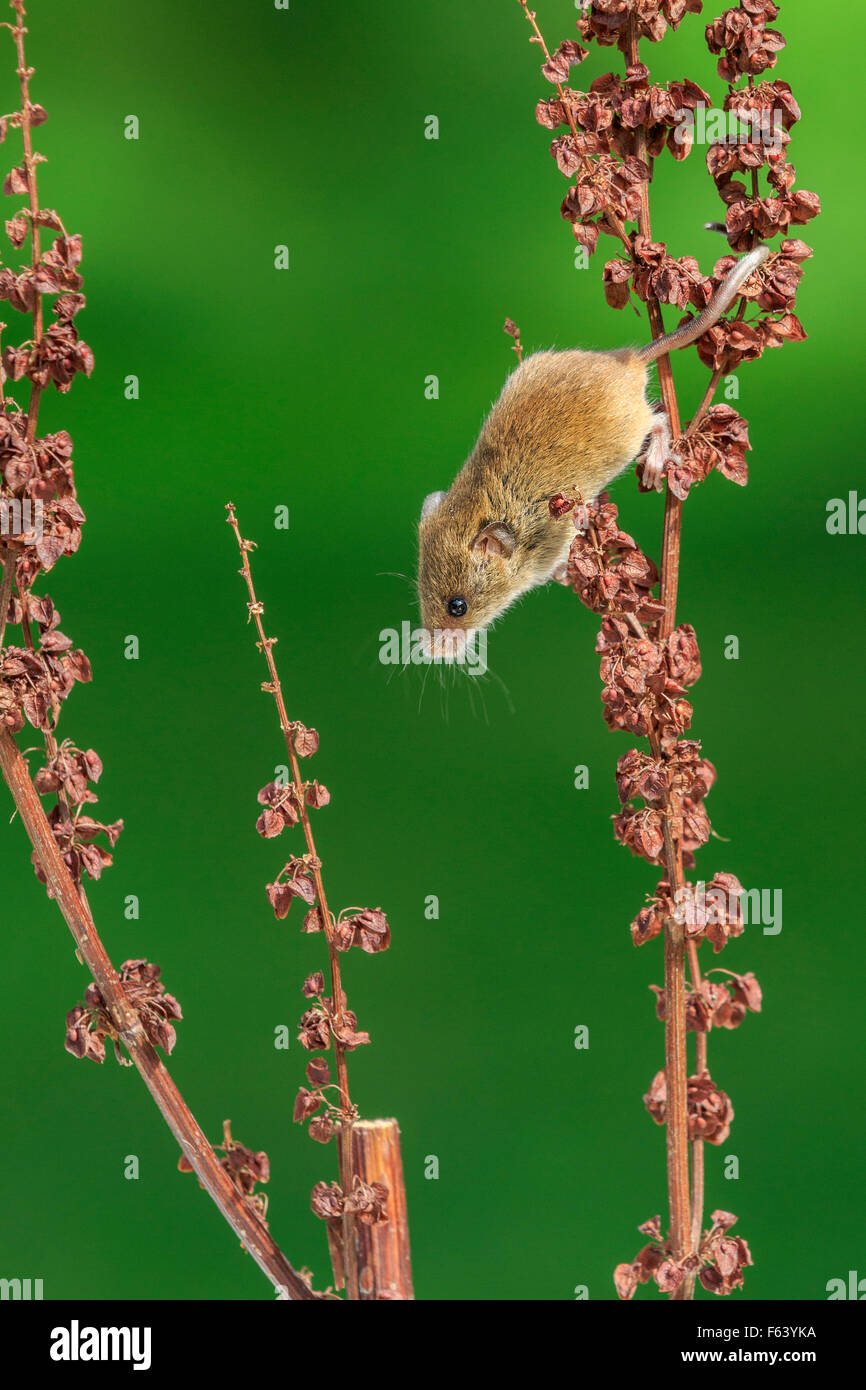 Harvest mouse (Micromys minutus) close-up Stock Photo - Alamy