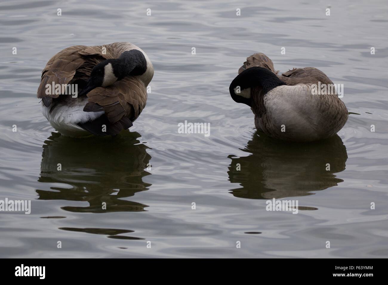 two geese cleaning themselves in a pond Stock Photo - Alamy