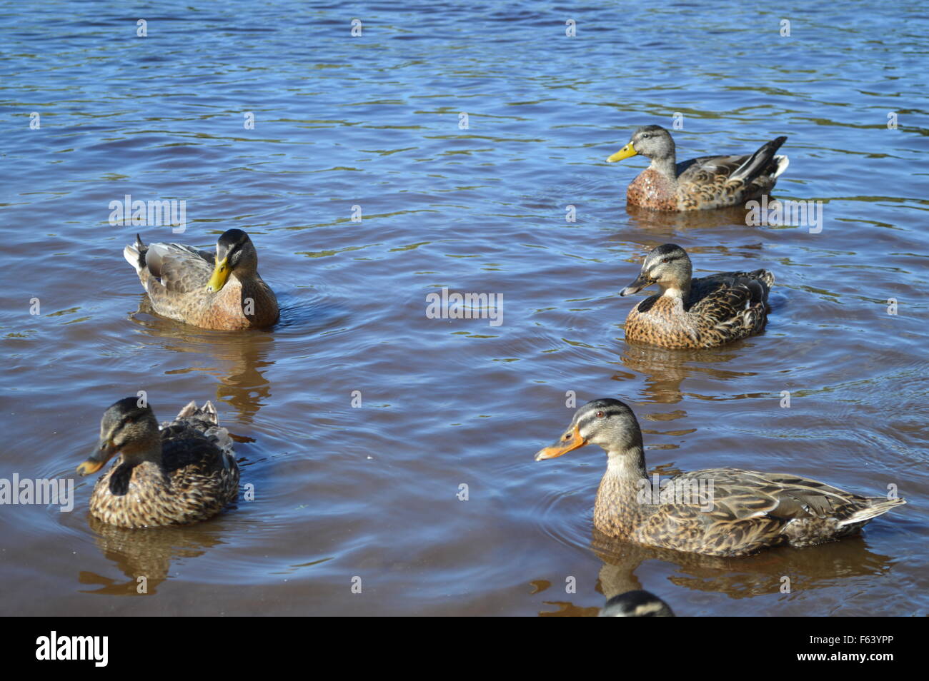 ducks swimming on water Stock Photo - Alamy