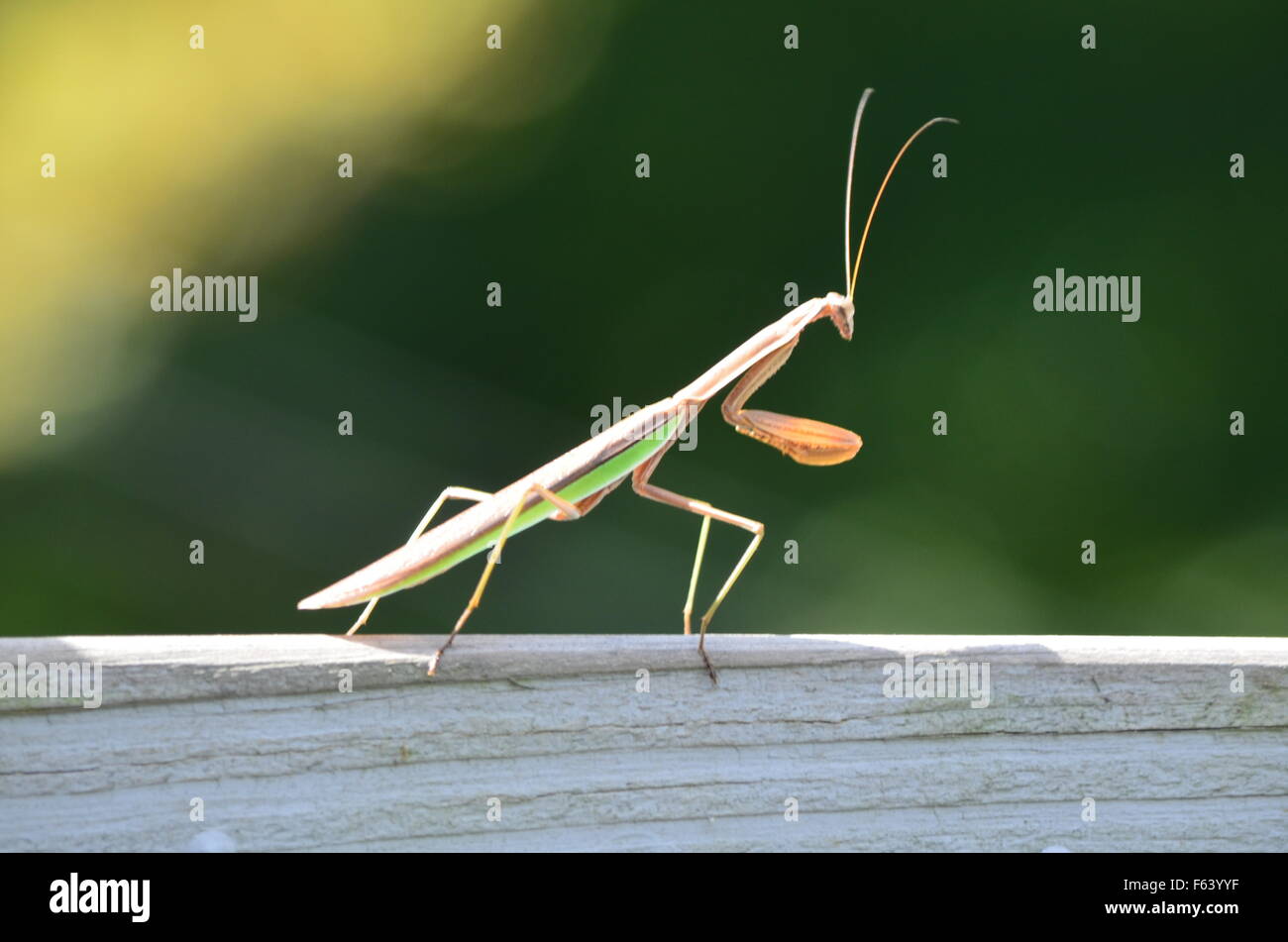 Pray mantis hi-res stock photography and images - Alamy