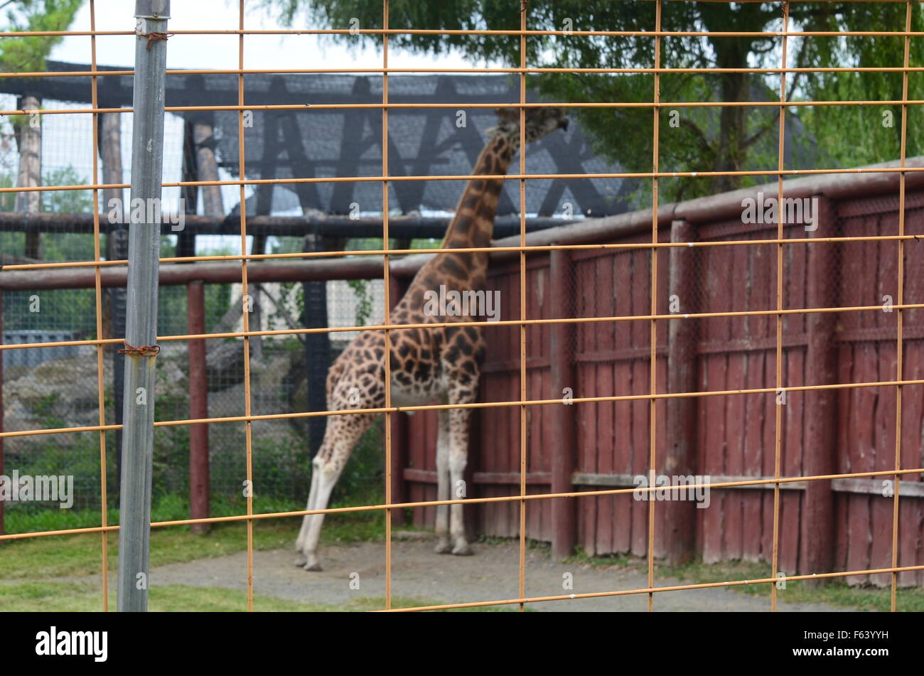 Giraffe looking over tree hi-res stock photography and images - Alamy