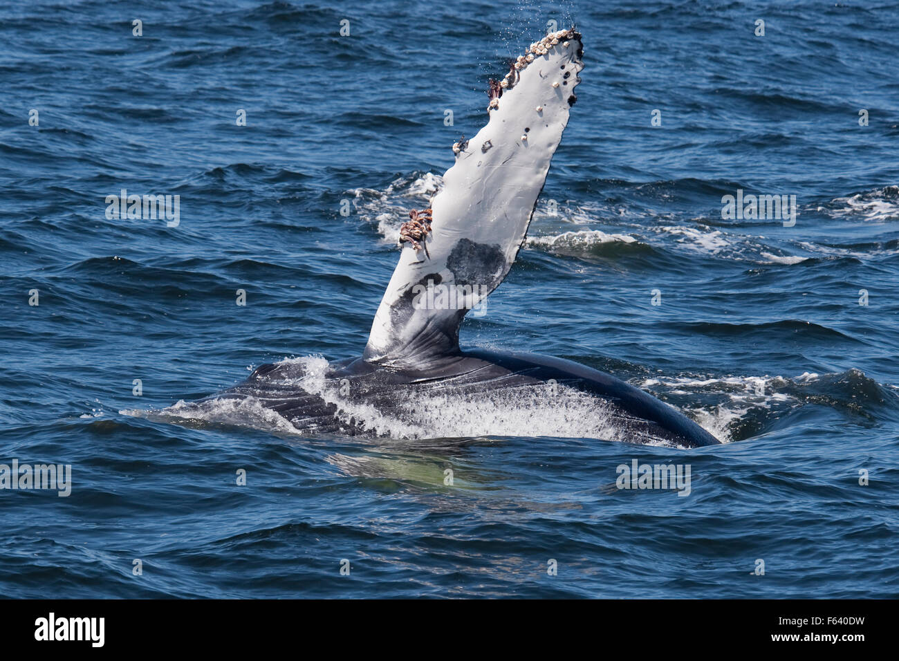 Pacific ocean pectoral fin wave waving hi barnacles hi-res stock ...