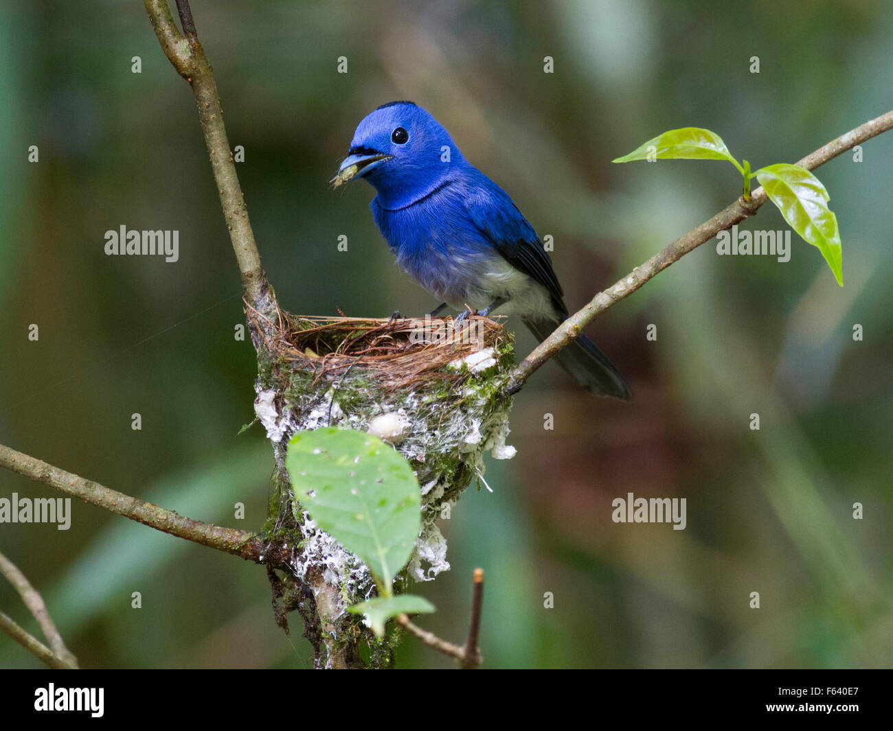 A male Black-naped Monarch at his nest with food for his chicks in ...