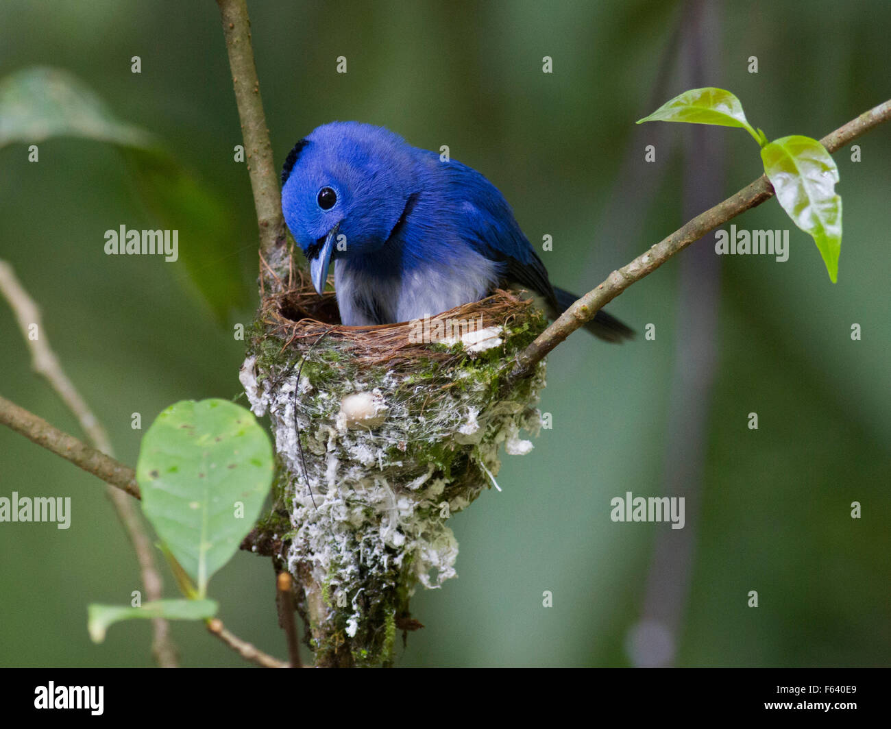 A male Black-naped Monarch sitting on nest in Kaeng Krachan National ...