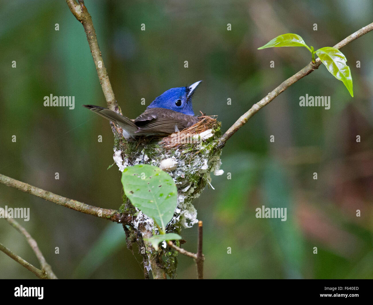 Black Naped Monarch High Resolution Stock Photography and Images - Alamy