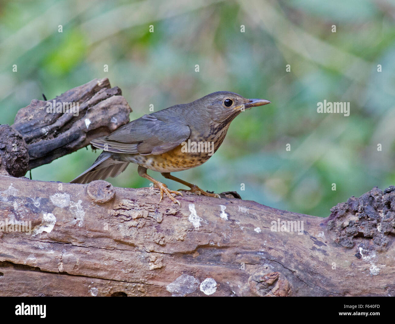 Female thrush High Resolution Stock Photography and Images - Alamy