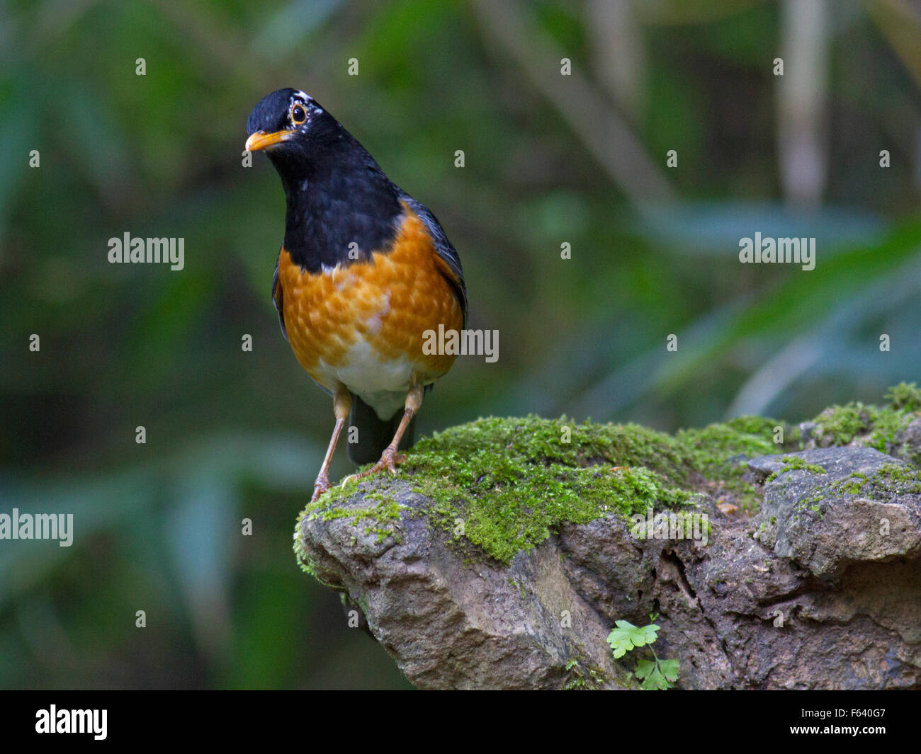 A male Black-breasted Thrush on a rock in the Thai forest Stock Photo ...