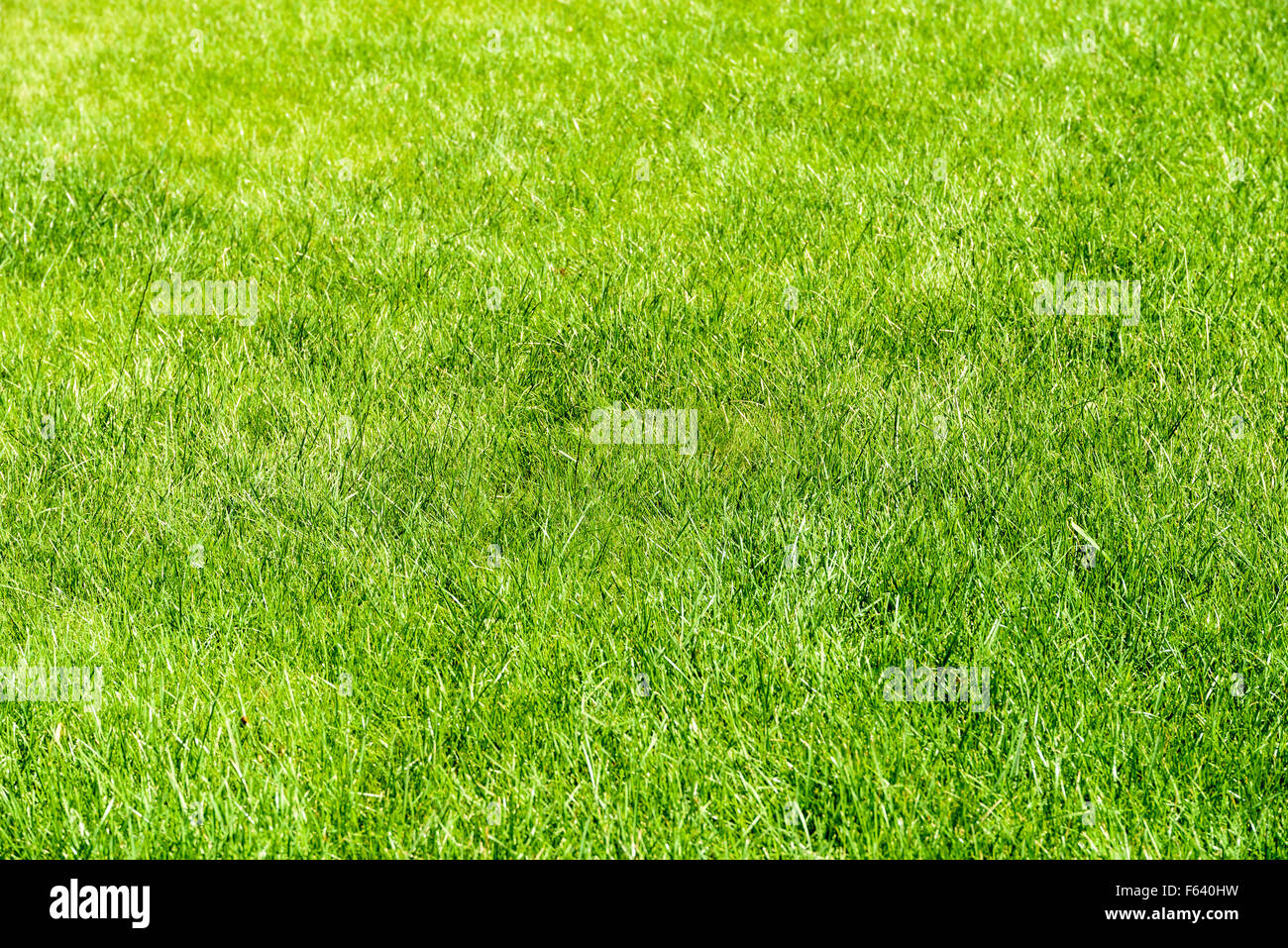 Fresh Green Grass Texture Background Stock Photo - Alamy