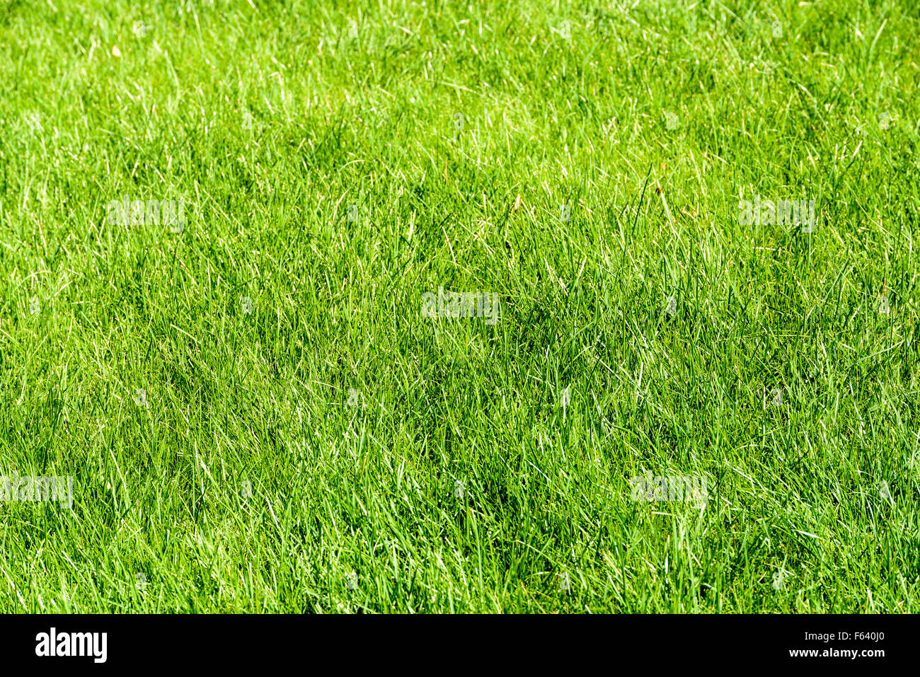 Fresh Green Grass Texture Background Stock Photo - Alamy