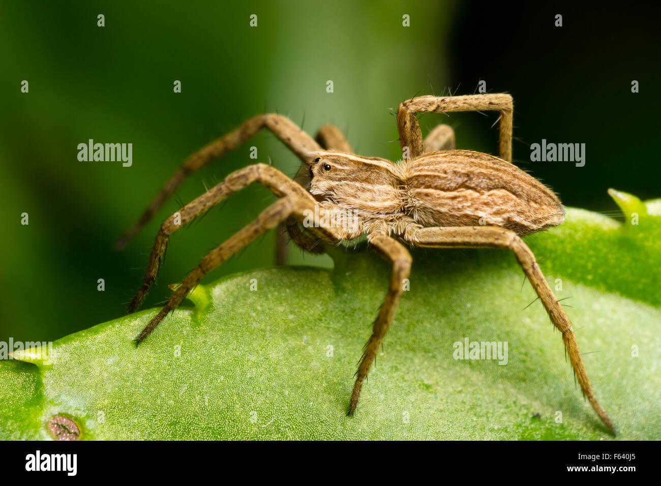 Side view of a female Nursery web spider, Pisaura mirabilis, in a ...