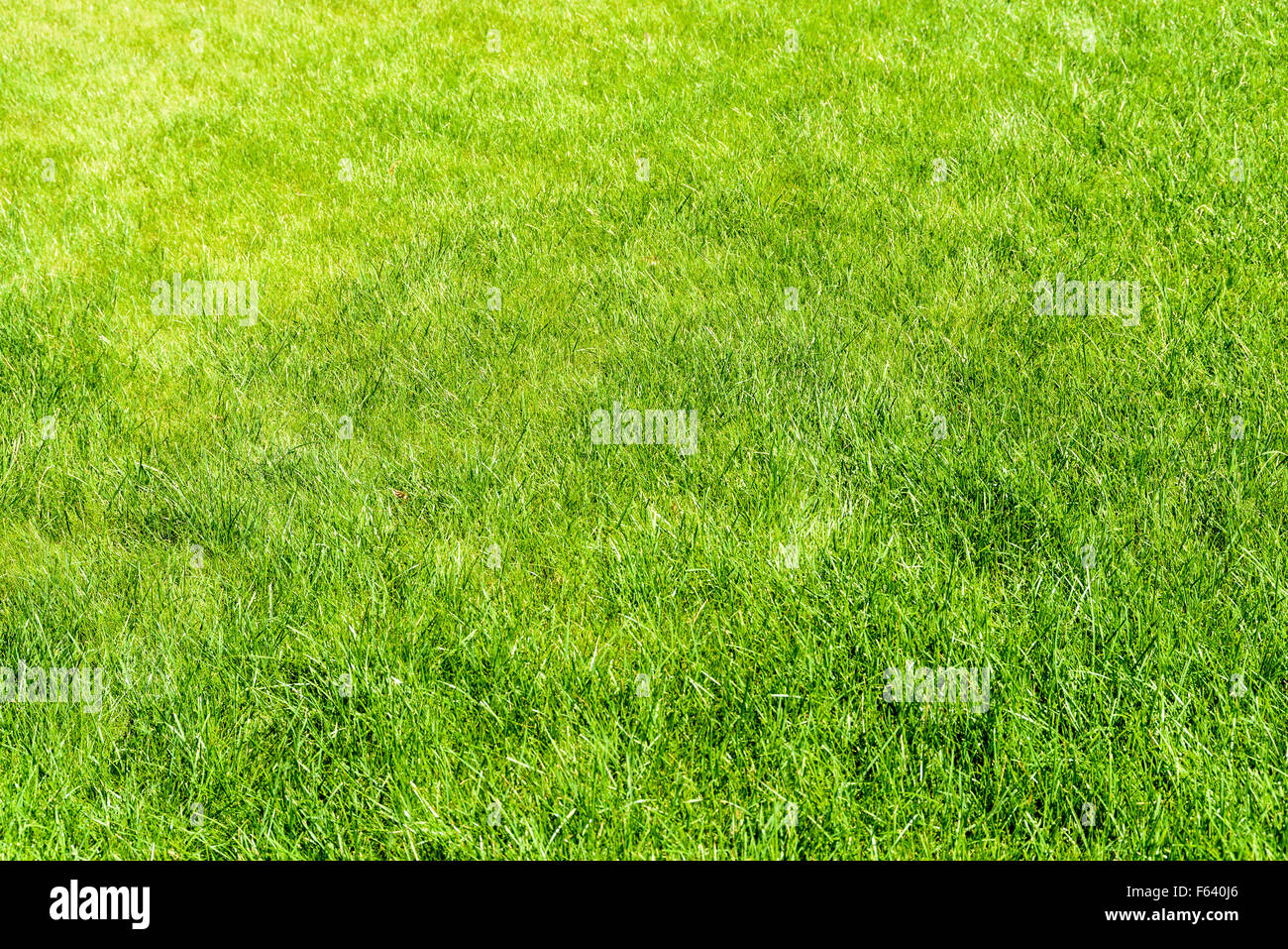 Fresh Green Grass Texture Background Stock Photo - Alamy