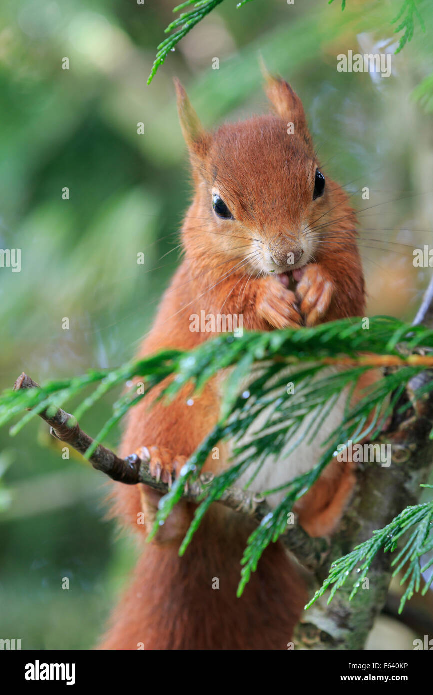 Red squirrel (Sciurus vulgaris) eating close-up Stock Photo - Alamy