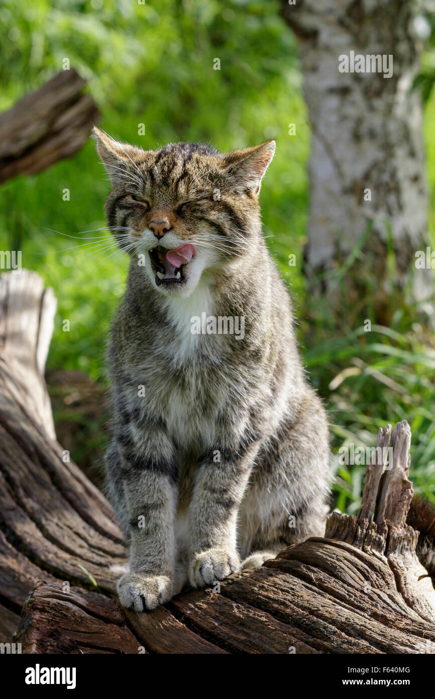 Scottish Wildcat (Felis silvestris) prowling in the wild Stock Photo ...