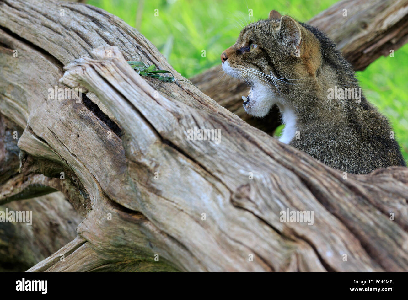 Scottish Wildcat (Felis silvestris) prowling in the wild Stock Photo ...