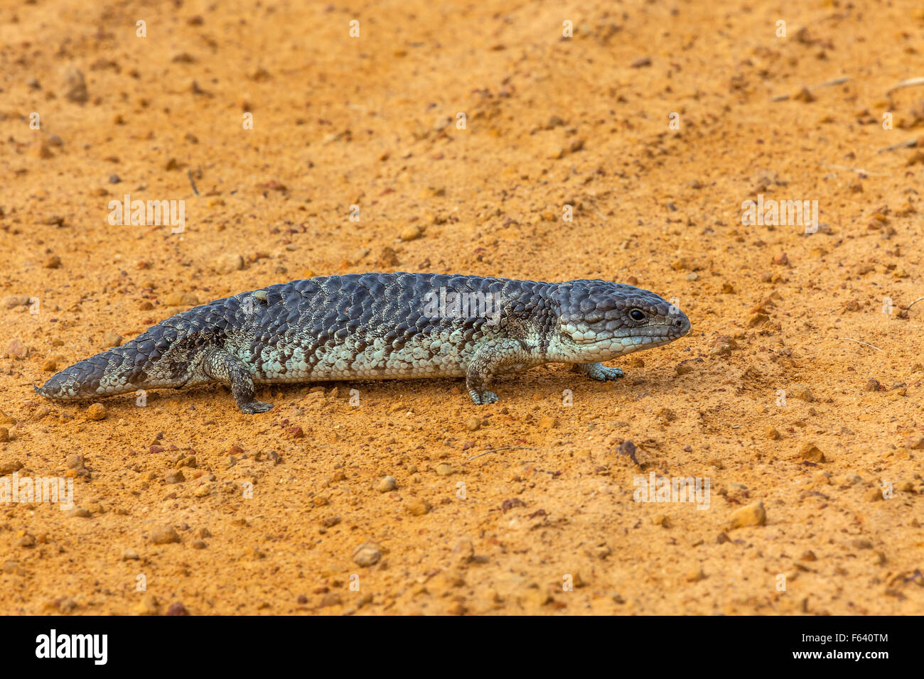 Shingleback Skink (Tiliqua rugosa), Australia Stock Photo - Alamy