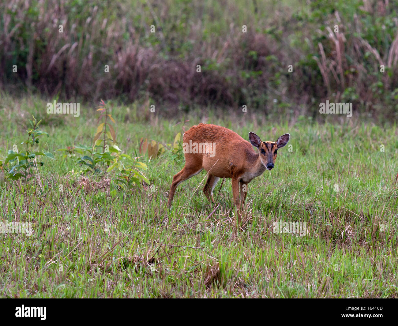 The Barking Deer or Common Muntjac in a grassy area of Khao Yai ...