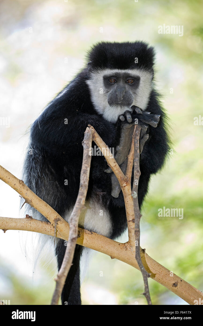 Monkey sitting up hi-res stock photography and images - Alamy