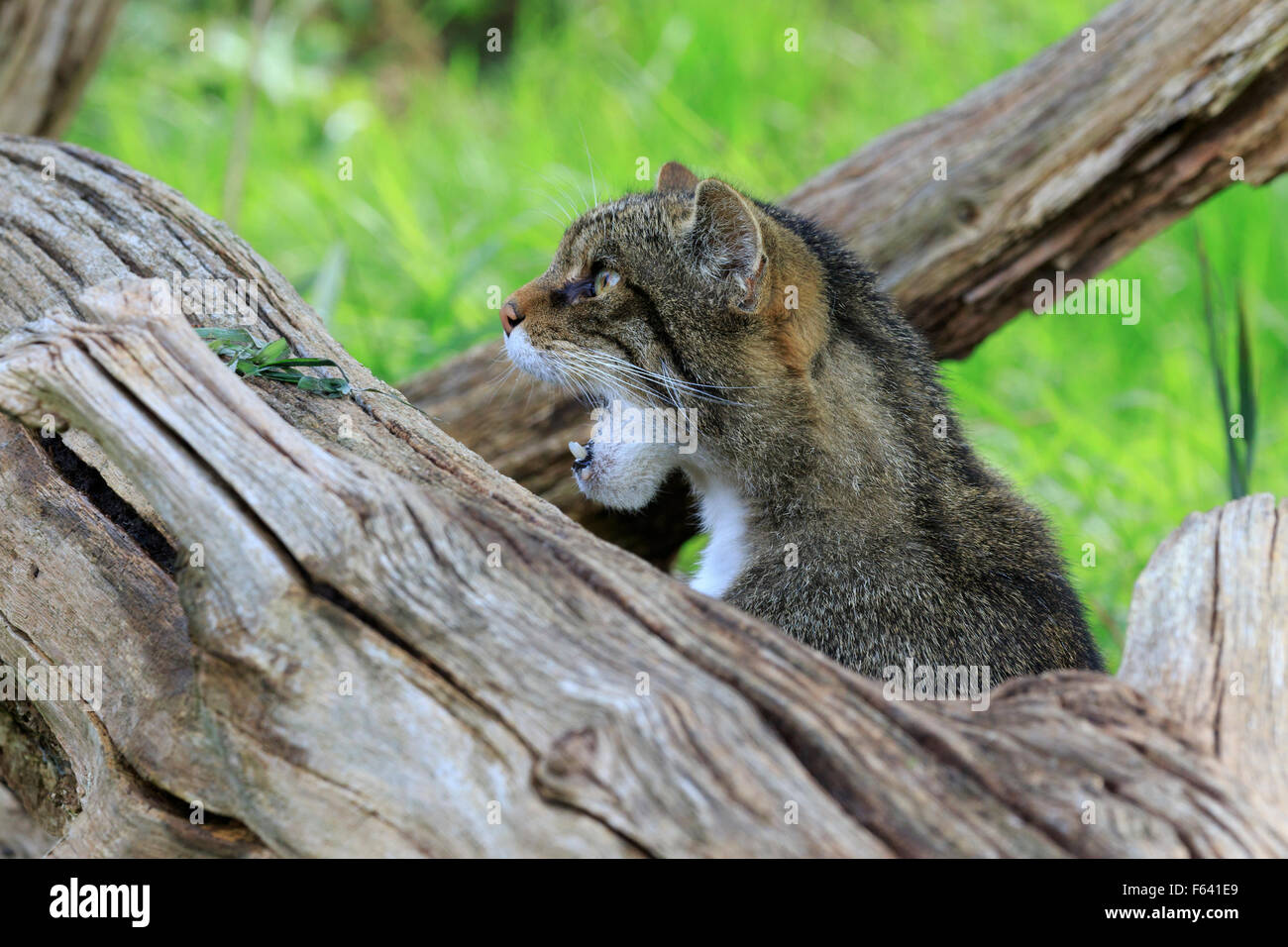 Scottish Wildcat (Felis silvestris) prowling in the wild Stock Photo ...