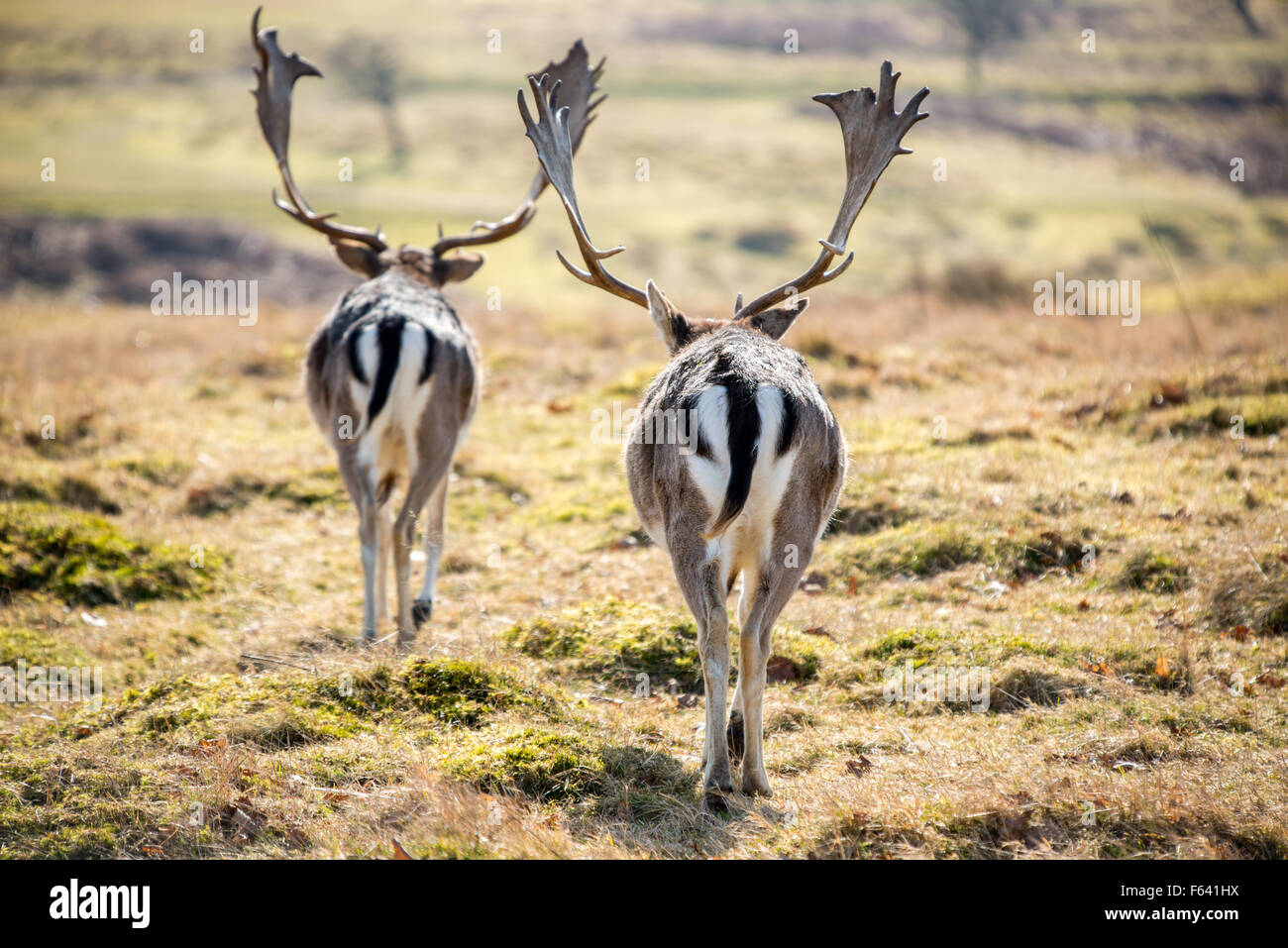 Two deer from behind Stock Photo - Alamy