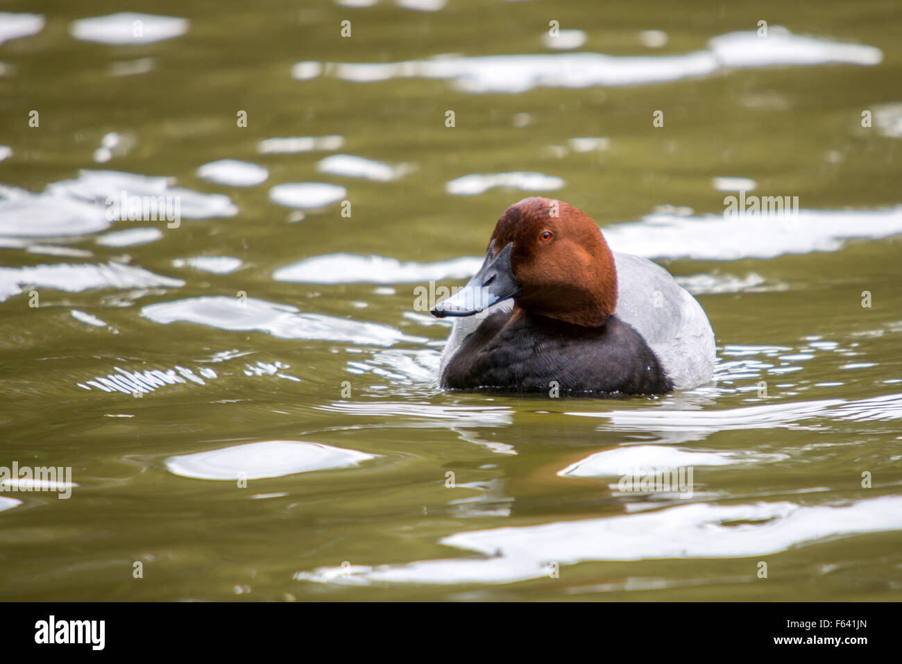 Duck front hi-res stock photography and images - Alamy